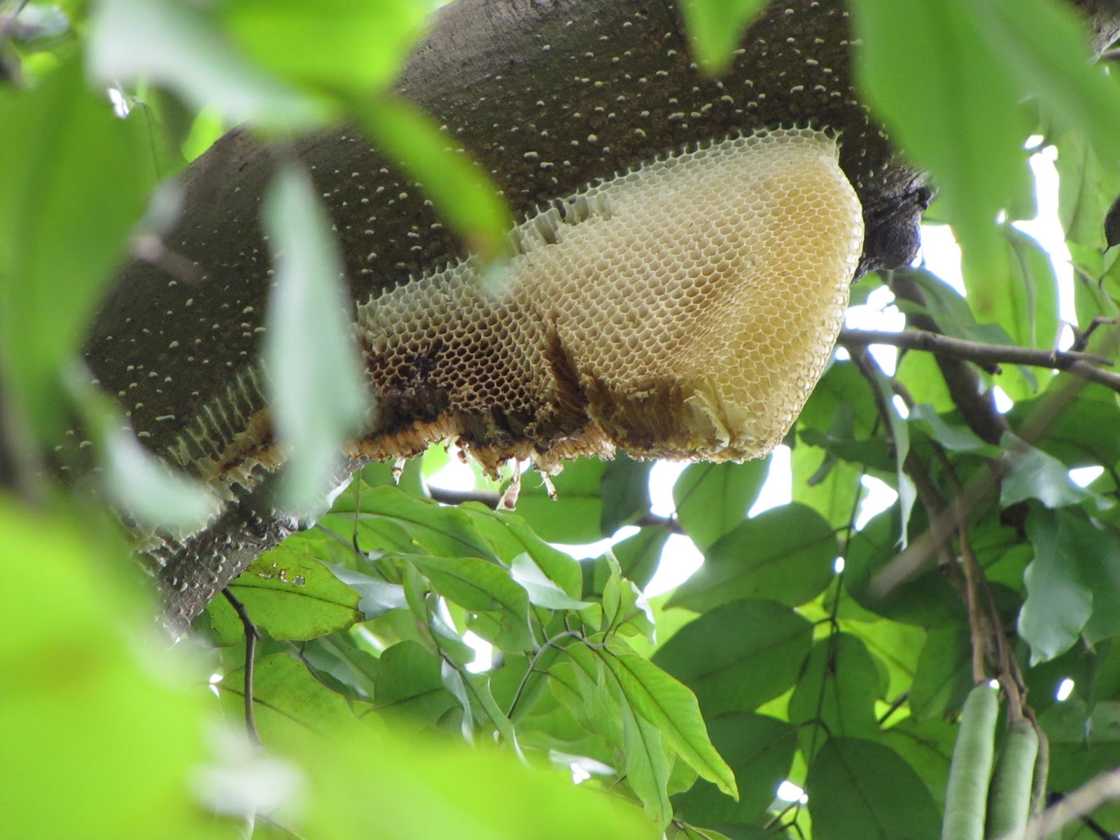 Kleyns In The Philippines: * The Continuing Saga of Bees