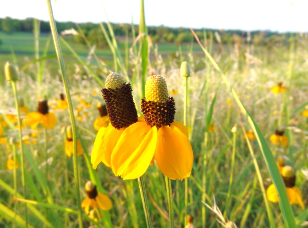 H-Town-West Photo Blog: Colorful nature in May