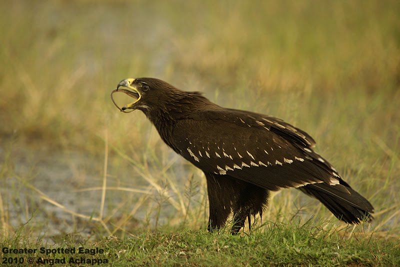 Spreebird wildlife: EAGLES OF PAKISTAN