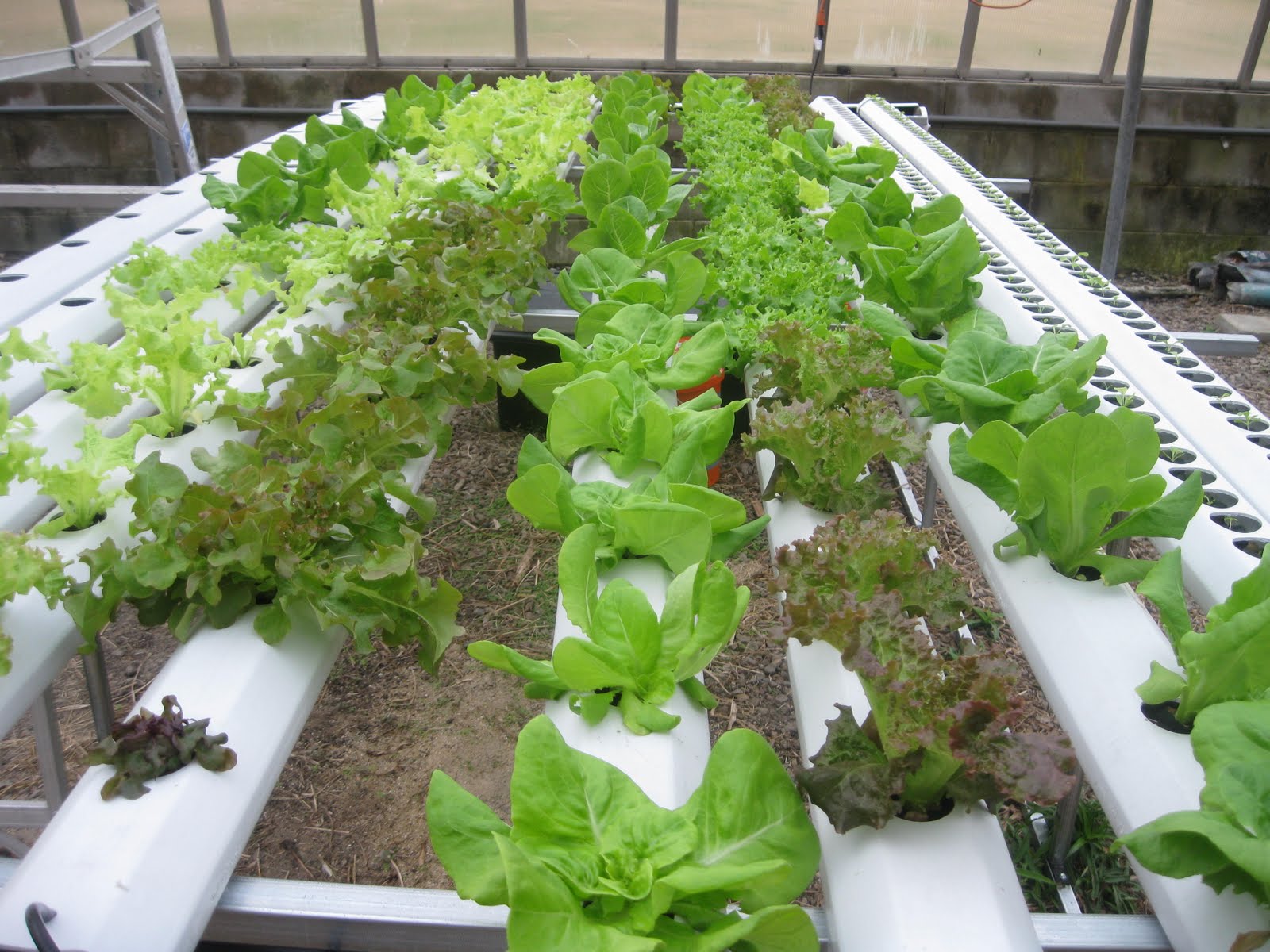 Agriculture Advanced Studies Hydroponics Project