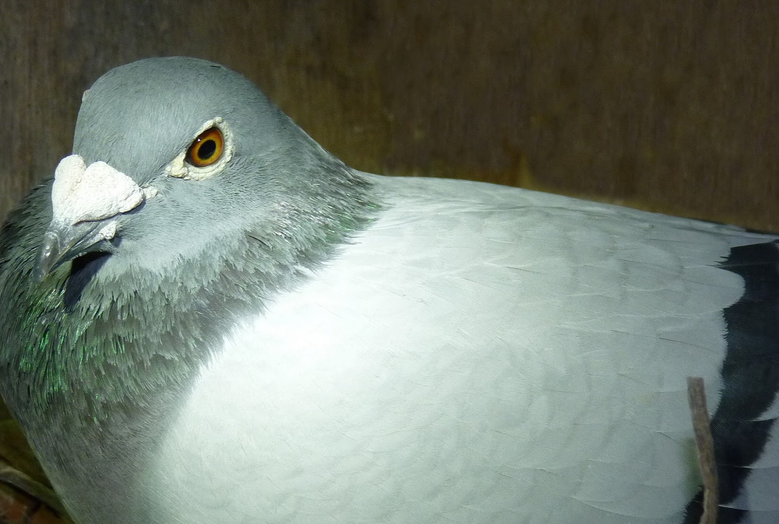 Pigeon Fever: PF 31 t/m 35