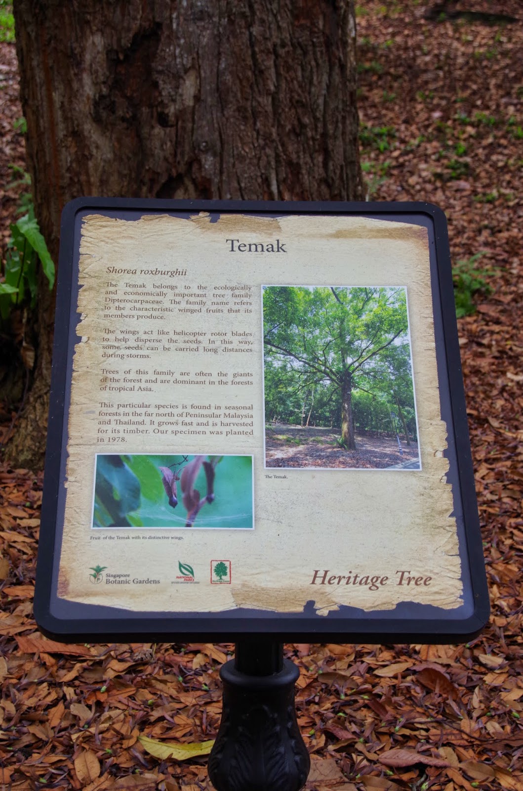 Trees and Plants: Temak (Shorea Roxburghii)