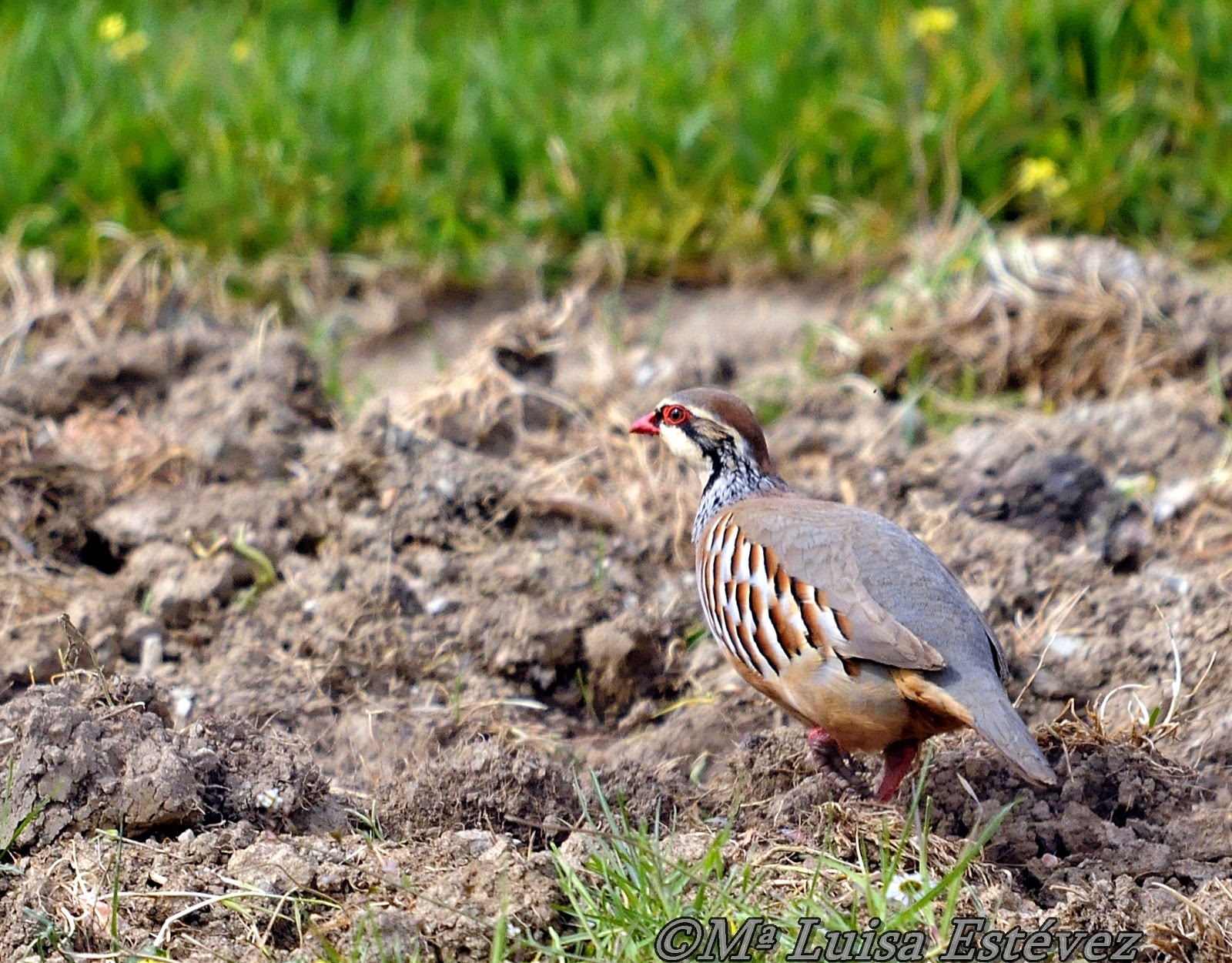 Mi Rincón Natural: La Perdíz Roja europea (Alectoris rufa) es una ...