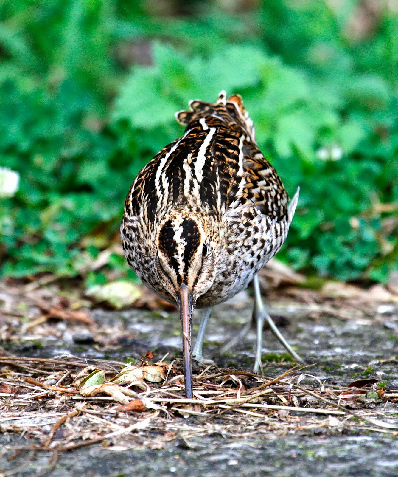 Sharpes birds: Great Snipe