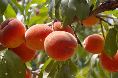 Pjeshka per floke dhe lëkurë | Disponim | Shqip