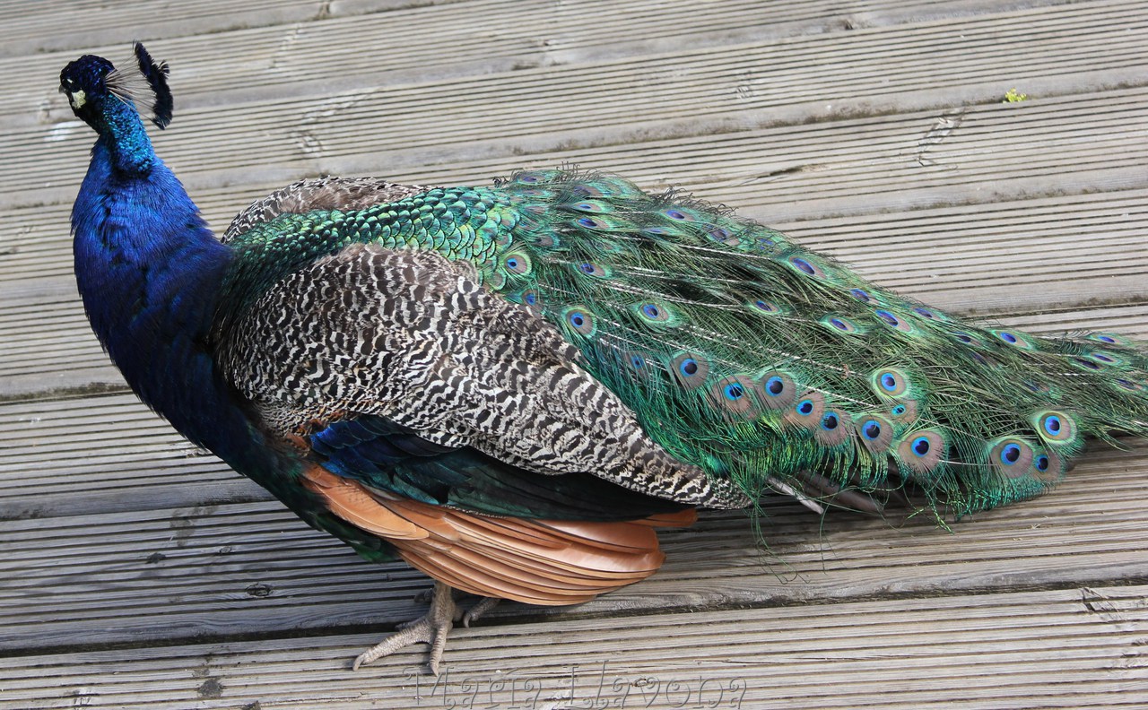 Mi mirada: Pavo real