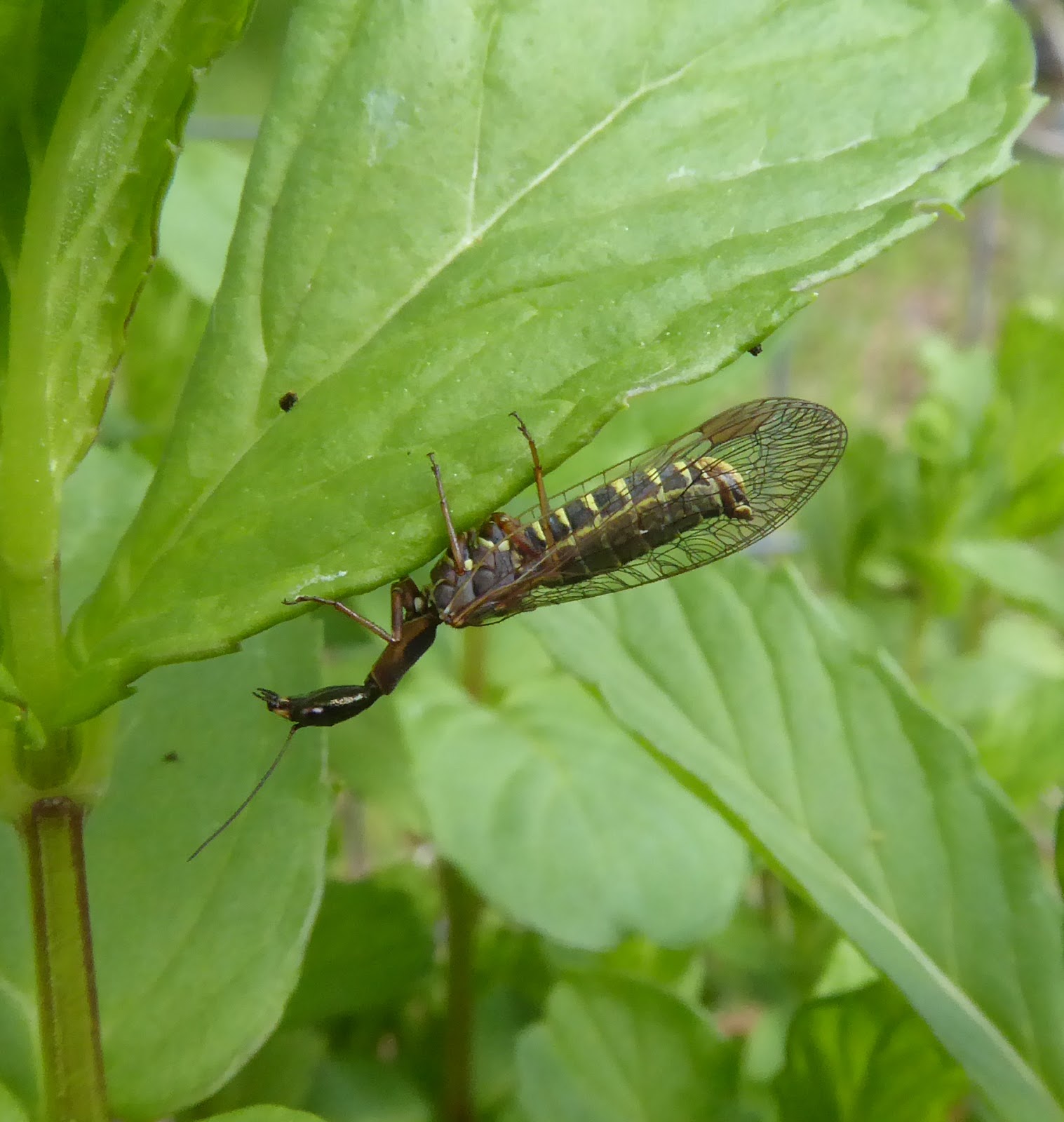 From Seed To Table: A Good Bug From the Age of Dinosaurs
