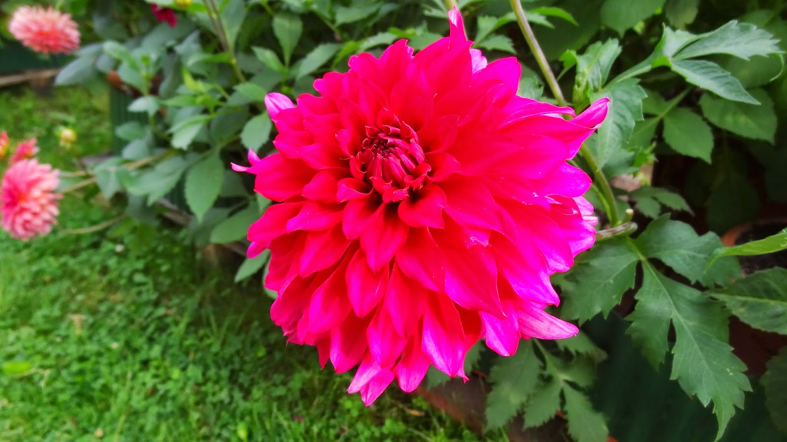 Dahlia flowers: Dahlias- my creations- Epica serie