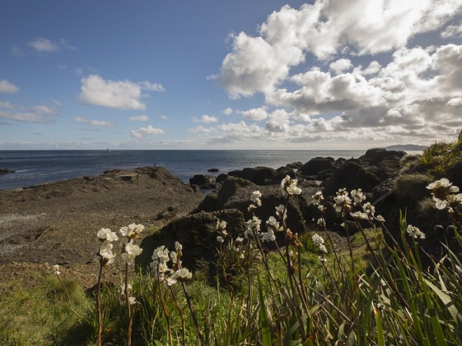 Chile: Campaña busca declarar un Área Marina Protegida en la zona de ...