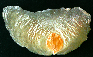 aerosapien: Gliding Vine Seeds inspires aerodynamicists