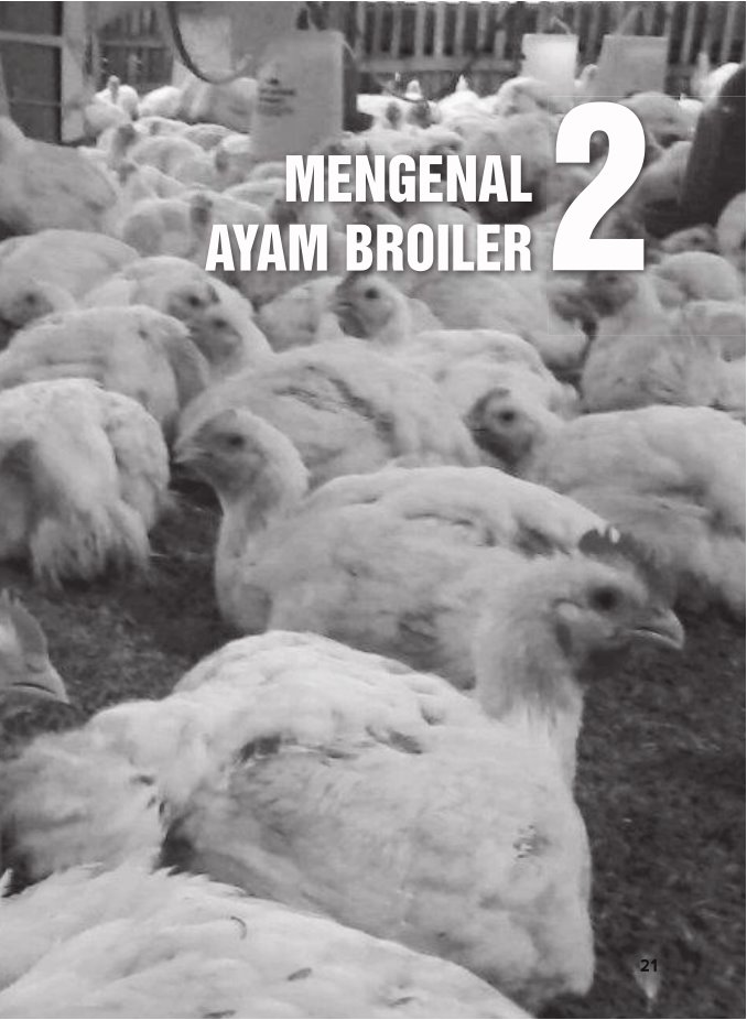 Mengenal Ayam Broiler Pedaging | Panduan Lengkap Budidaya & Peternakan