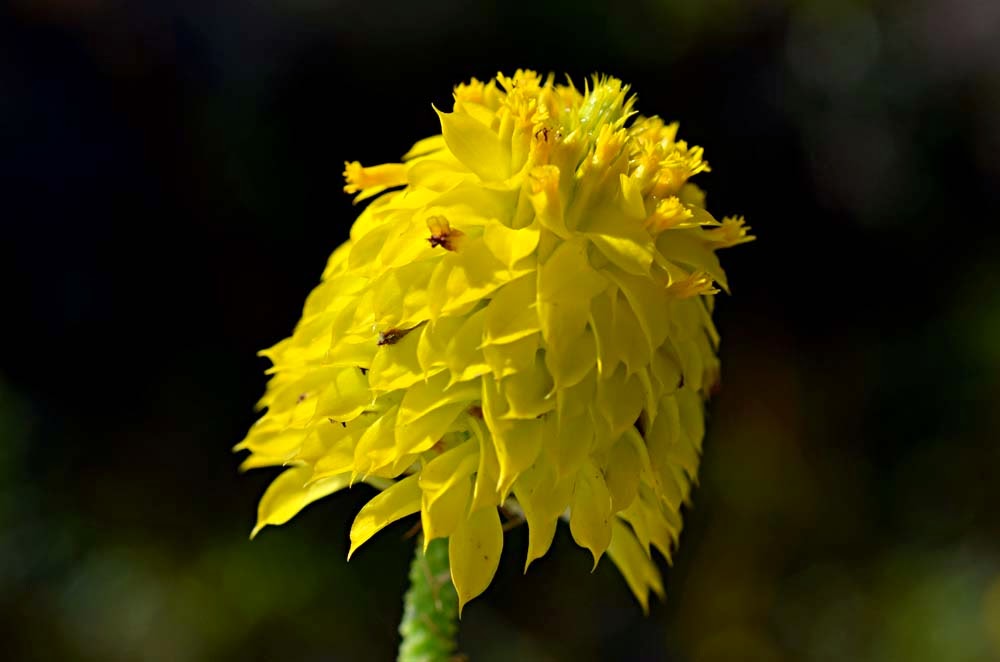 Space Coast Wildflowers: Wickham Park, September 2, 2013