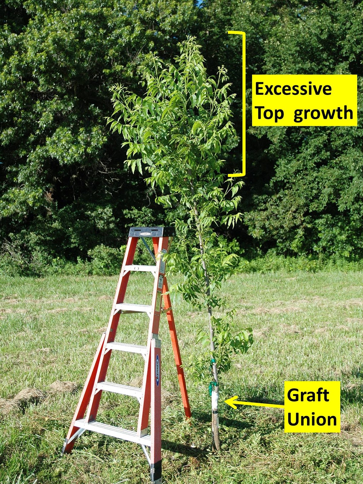 Northern Pecans: Training a tree using the 2-foot rule