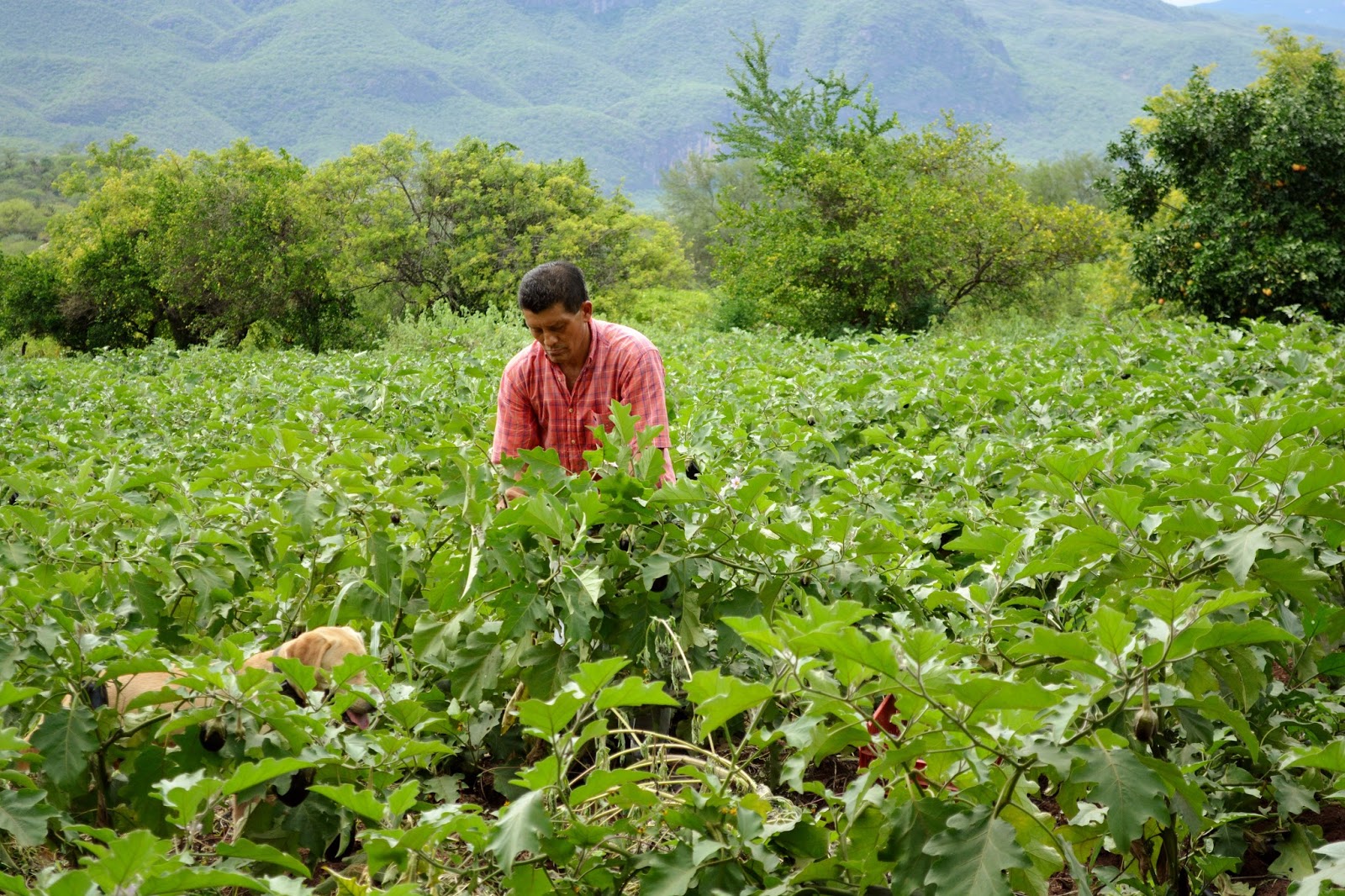 Viajes, Amor, Naturaleza y Vida : Vaije a Cuicatlán, Oaxaca, México