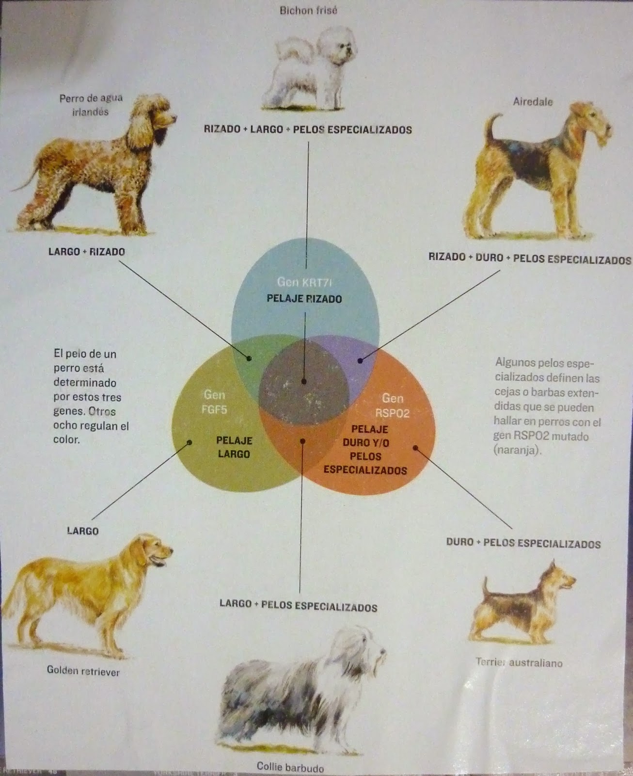 GENETICA CANINA: Genética del pelaje