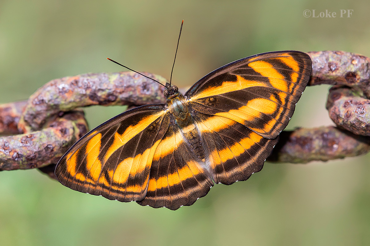 Butterflies of Singapore: Hidden in Plain Sight!