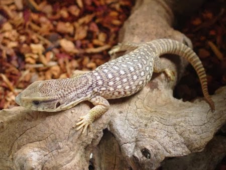 ANIMAL: El Varano de la Sabana