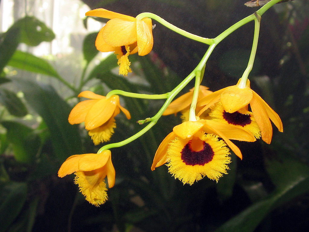 Dendrobium fimbriatum care and culture | Travaldo's blog