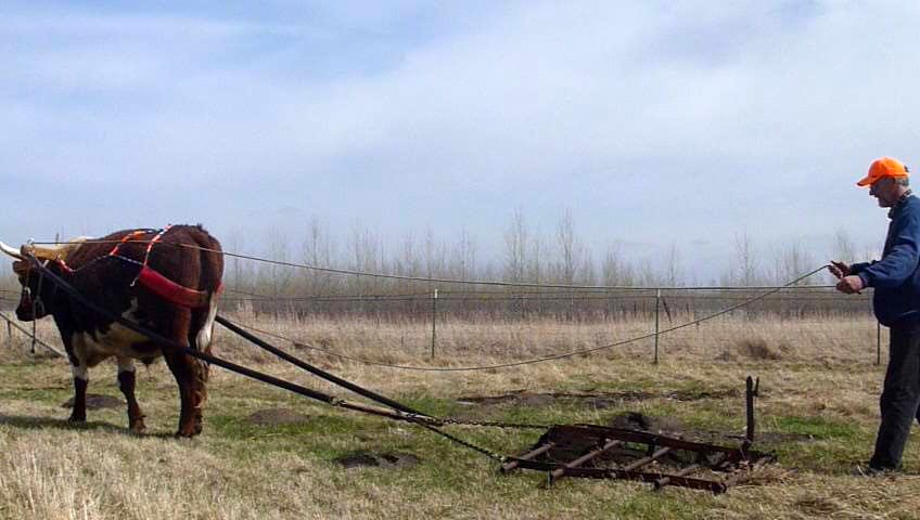 storybrookeripples: ox and dog blog: To Make a Single Ox Yoke, Part 18