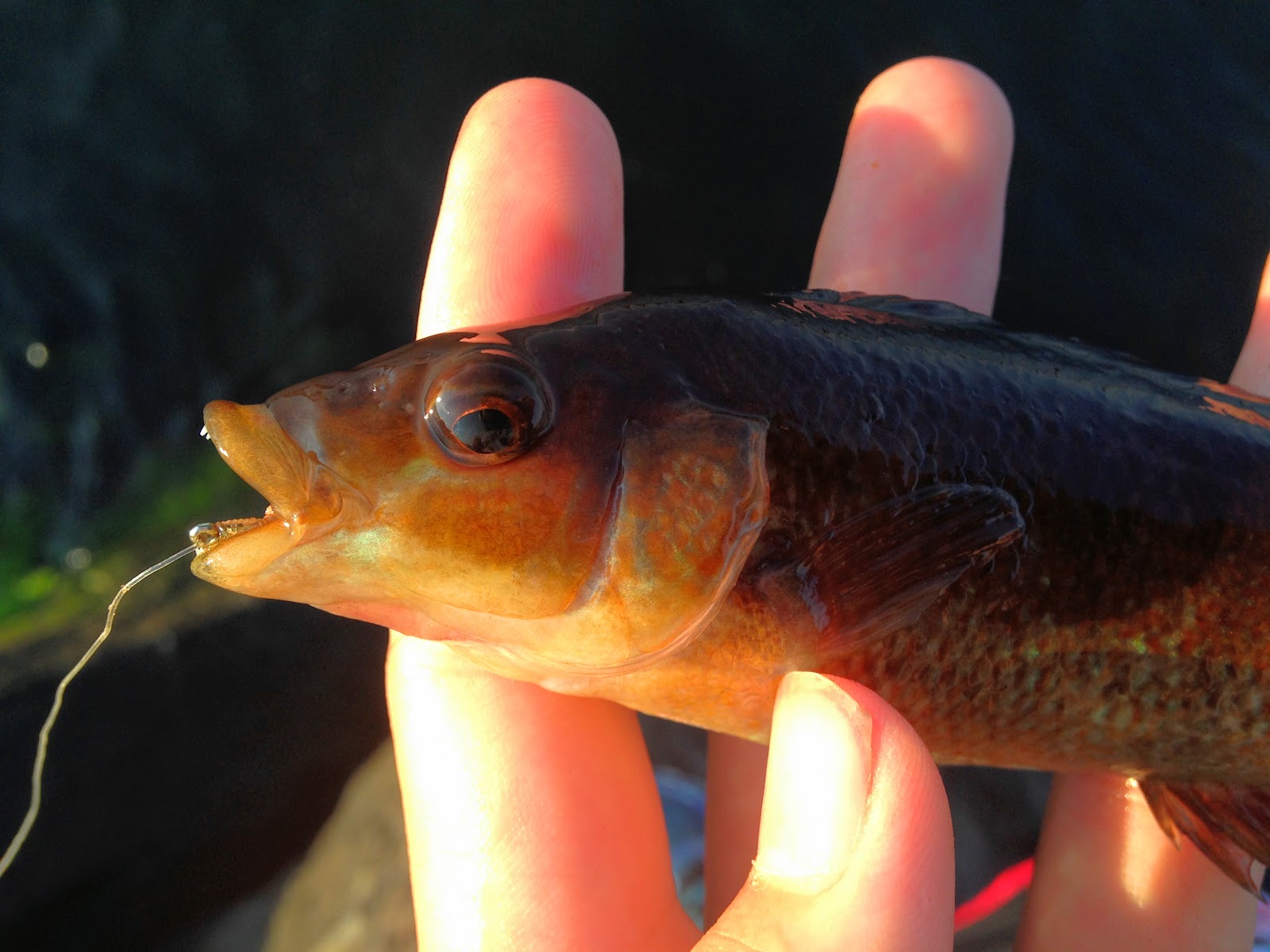 Bass on the Golf Course: Belmar Bergalls