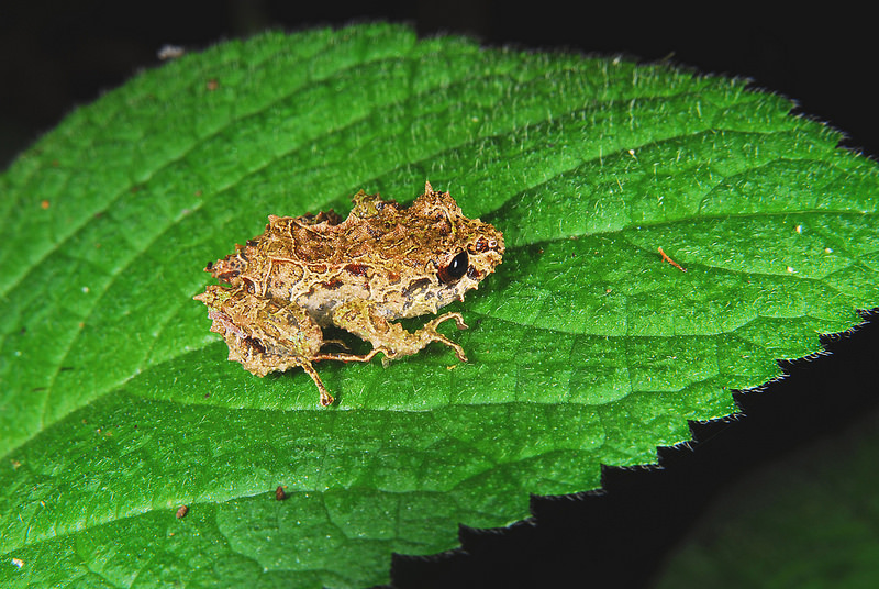 Pristimantis Mutabilis ( Rana Mutable )
