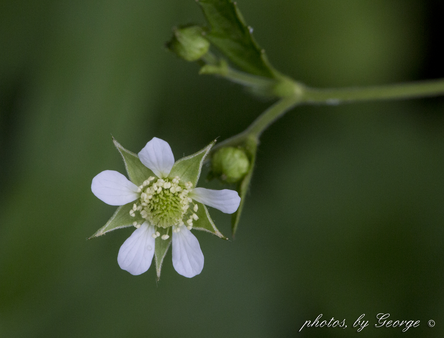 "What's Blooming Now" : White Avens (Geum canadense Jacq.)