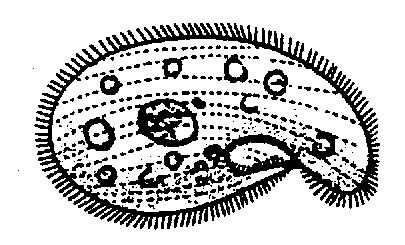 EXPERIMENTOS DE CIENCIAS: OBSERVACIÓN DE PROTOZOOS
