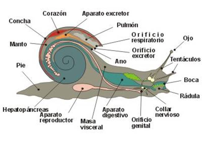 CIENCIAS NATURALES: Seres Vivos Invertebrados