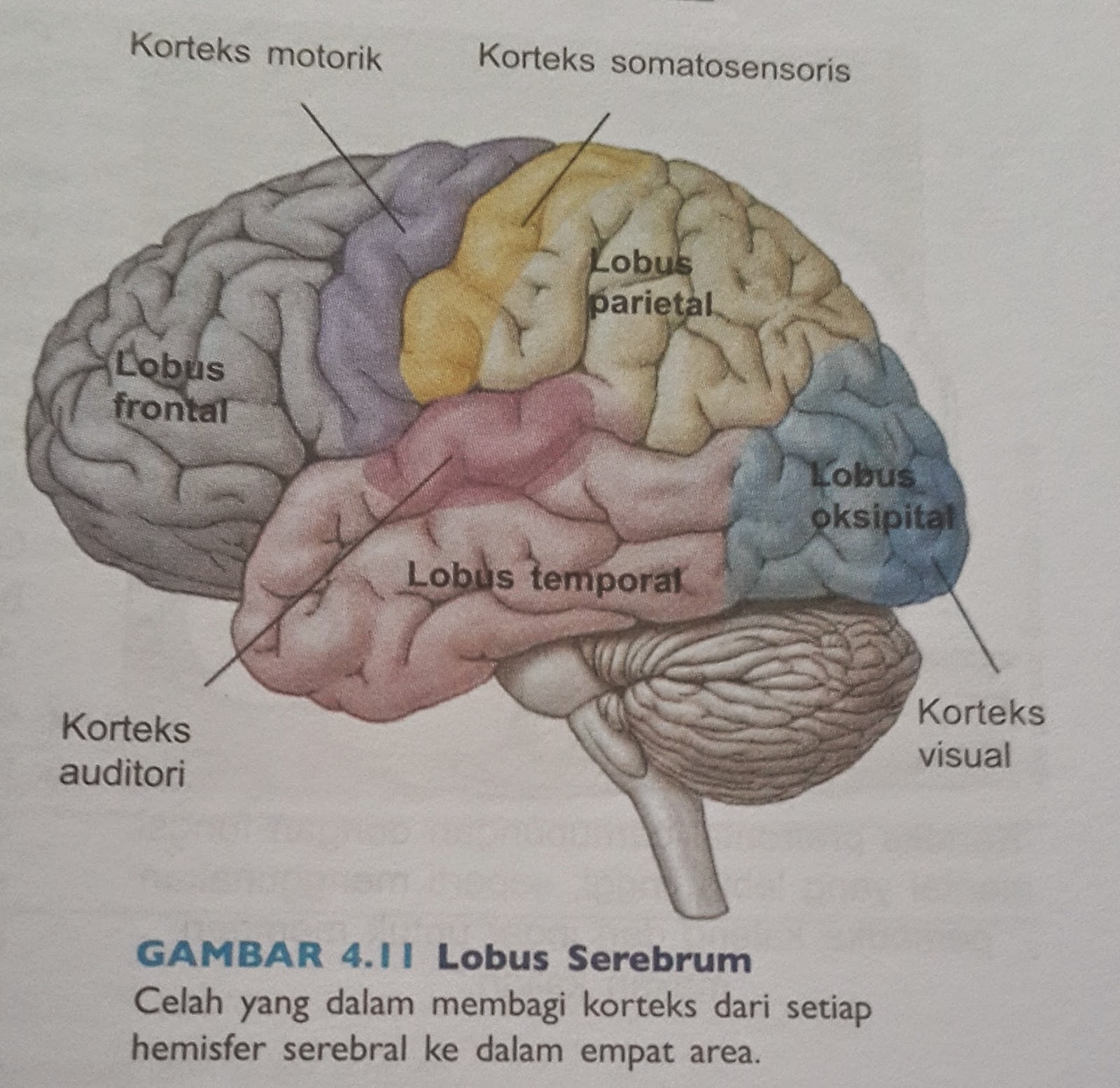 FaPsi Gunadarma: Proses Sensasi - Persepsi