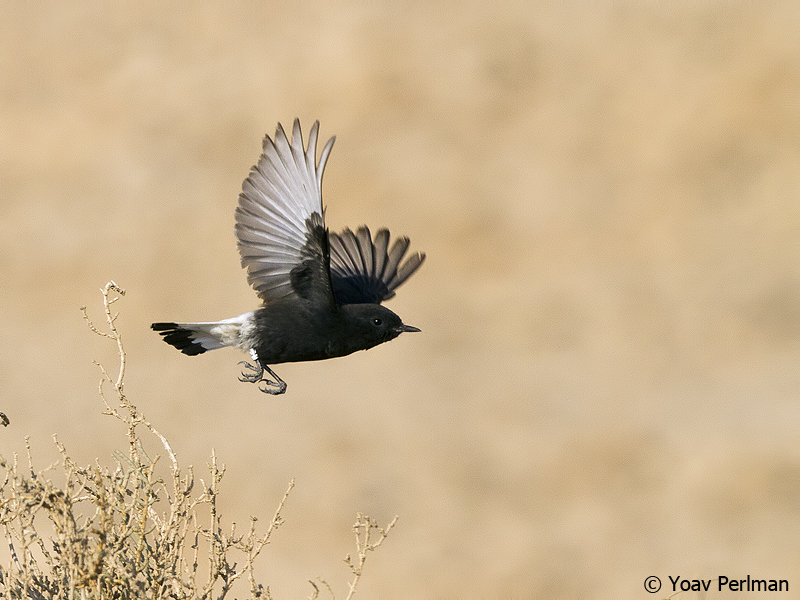 Yoav Perlman - birding, science, conservation, photography: Eilat ...