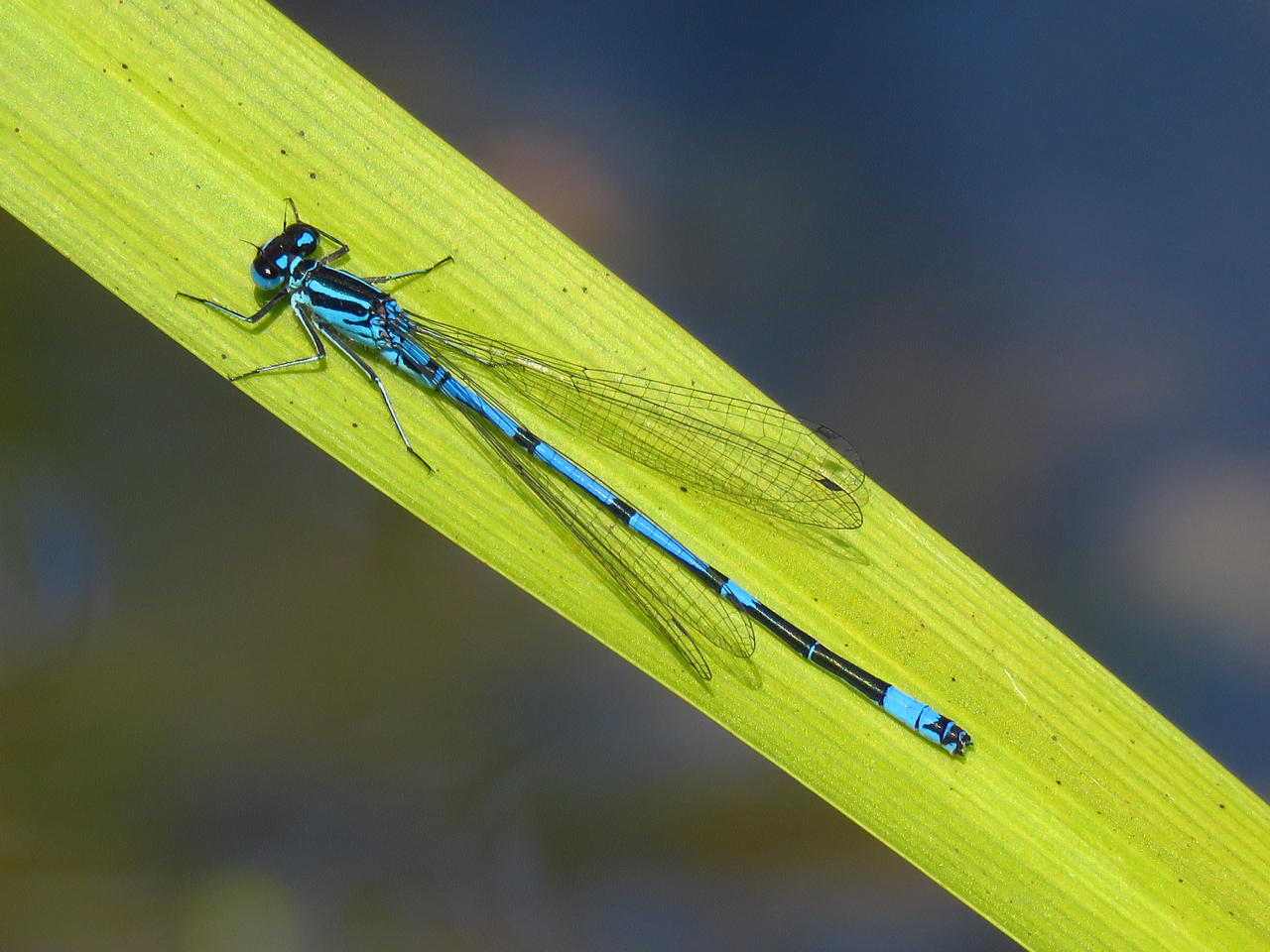 BugBlog: Azure Damselflies ovipositing