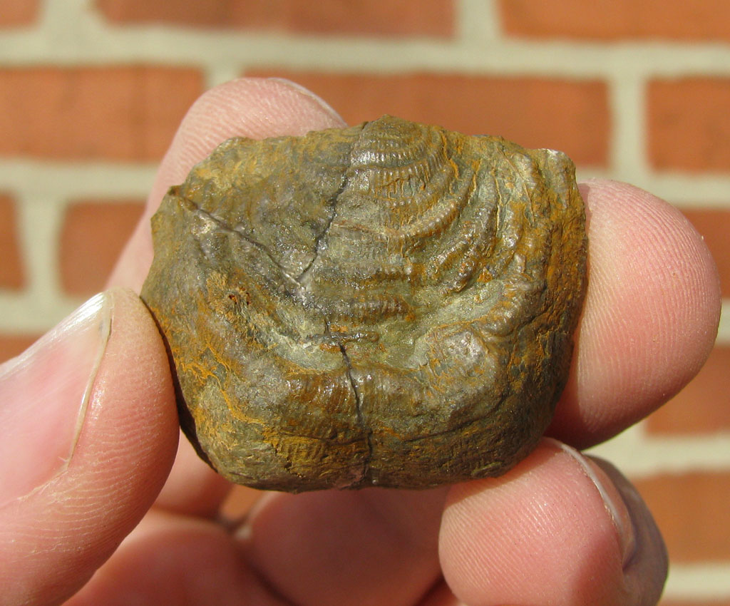 Views of the Mahantango: Leptaena analogaeformis brachiopod from Poland
