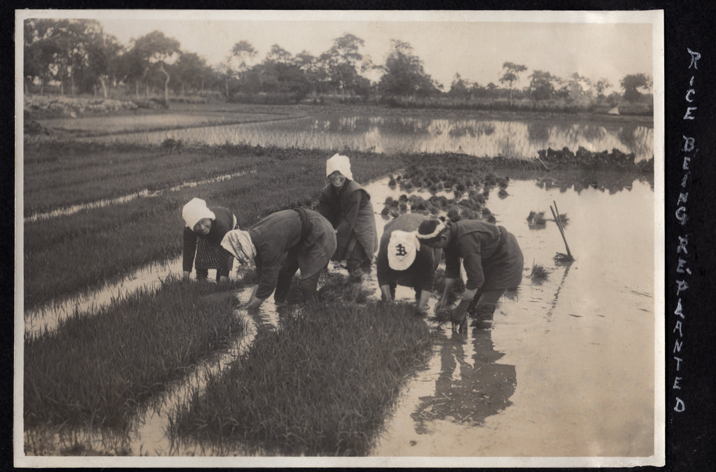 Rarely-Seen Pictures Show the Farm Work in Japan over 100 Years Ago ...
