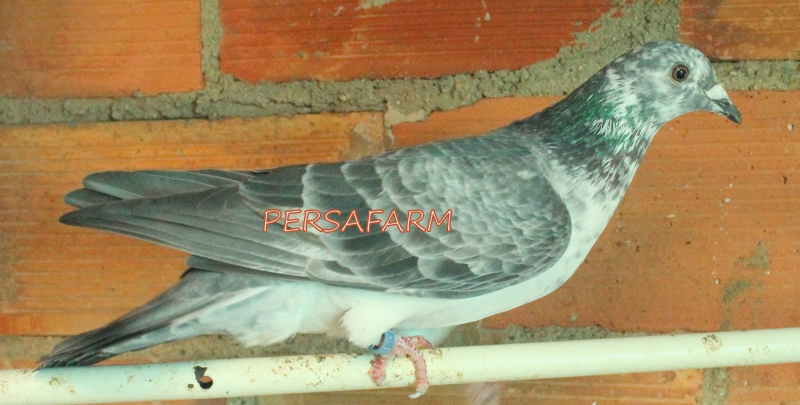 PERSAFARM: Palomas mensajeras belgas de color