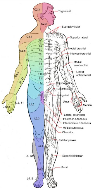 Prepare for Medical Exams : Regarding Dermatomes.....