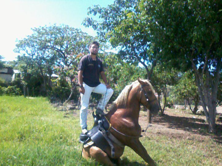 DOMA DE CABALLOS A LA ALTA ESCUELA: DOMANDO A MI CABALLO