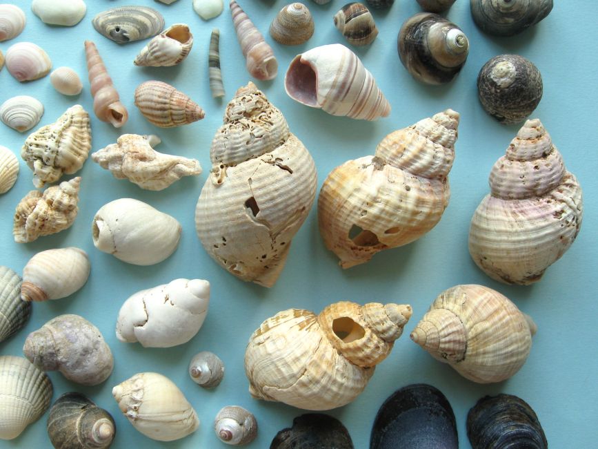 Bugs and Fishes by Lupin: My Childhood Shell Collection