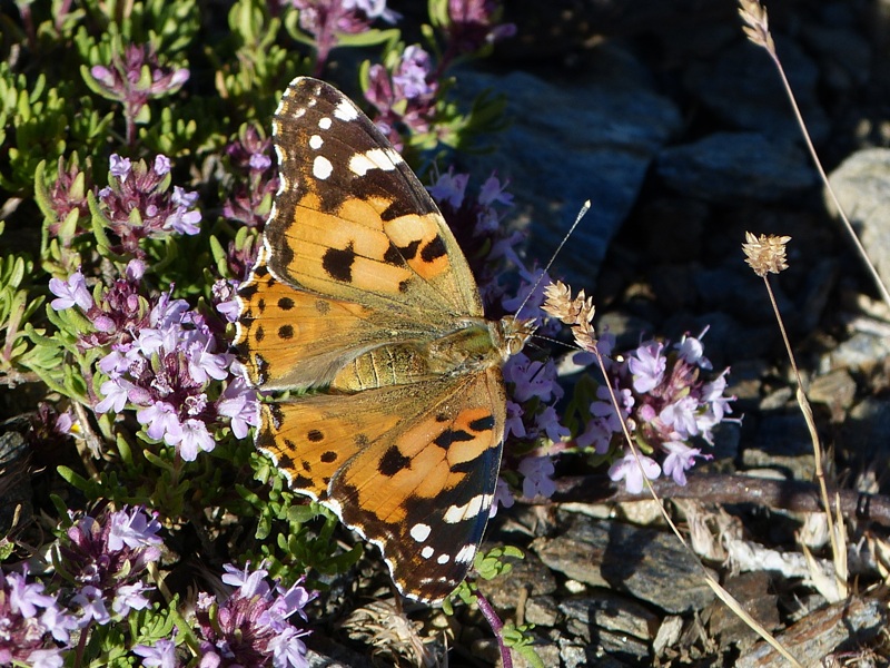 Butterfly Notes: Sierra Nevada Butterflies - July 2016 (2)