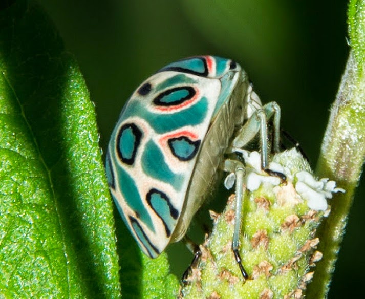 Biologia-Vida: Percevejo de Picasso / Picasso bug (Sphaerocoris annulus)