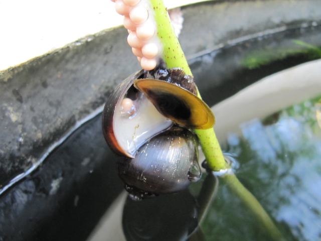 Blogging in Myrtle Glen, a central Florida gardening journal: Florida ...