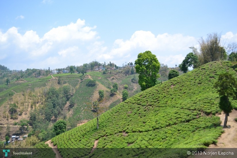 Chiya Bari Illam : - Visit Nepal Online