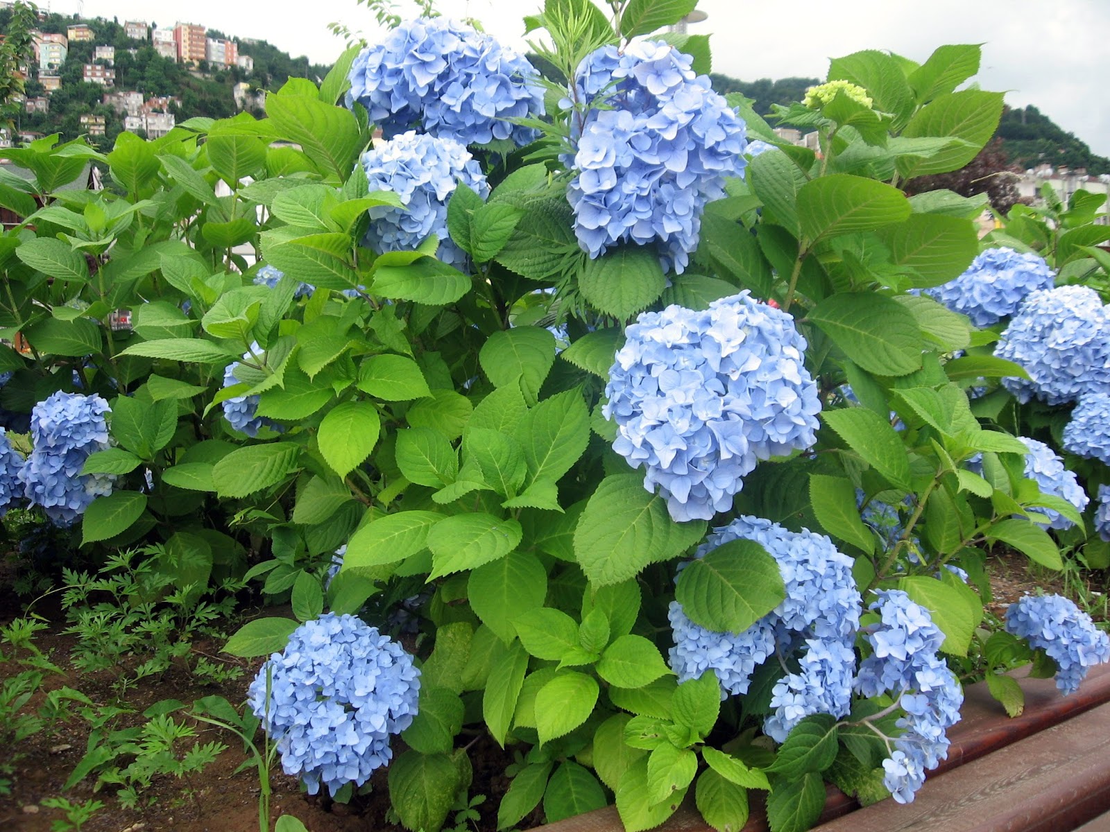 Cittaslow Botanik Park: ORTANCA ÇİÇEĞİ ( Hydrangea macrophylla )