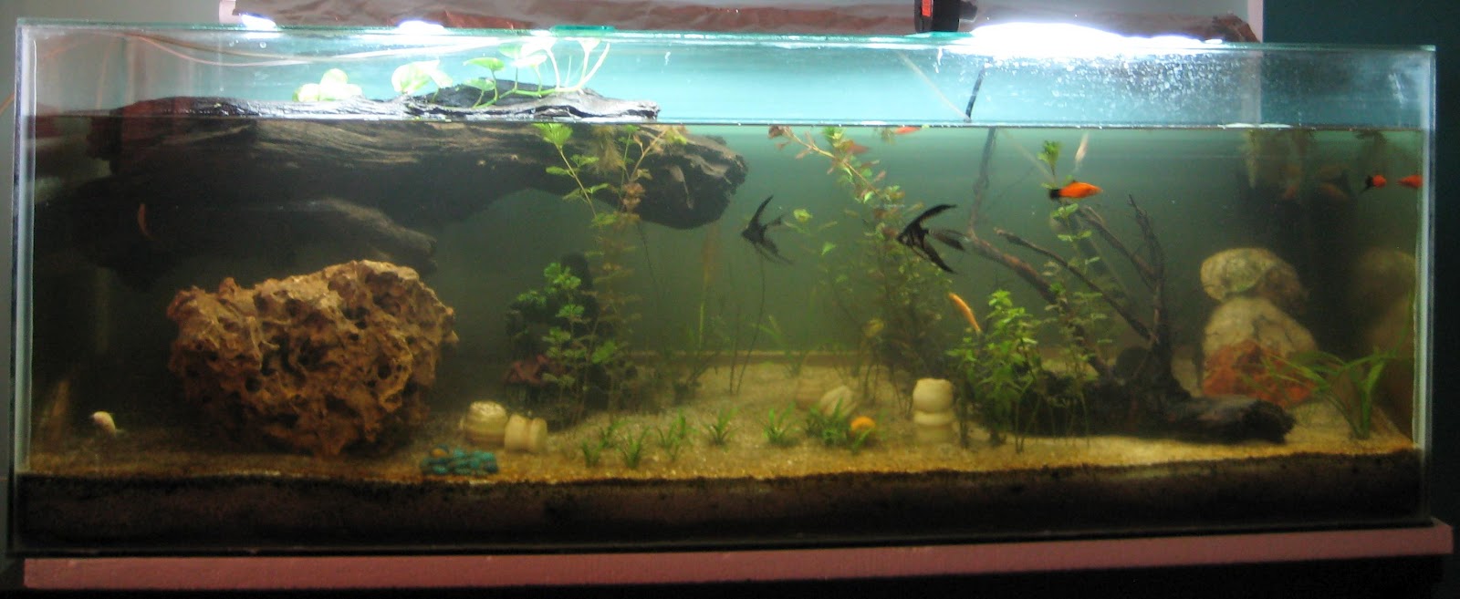 My Fresh Water Aquarium - Natural Planted Tank (Walstad Method ...