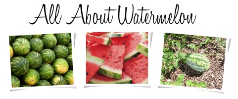 The Earth of India: All About Watermelon in India