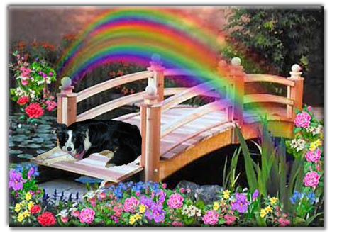 Our Rainbow Bridge