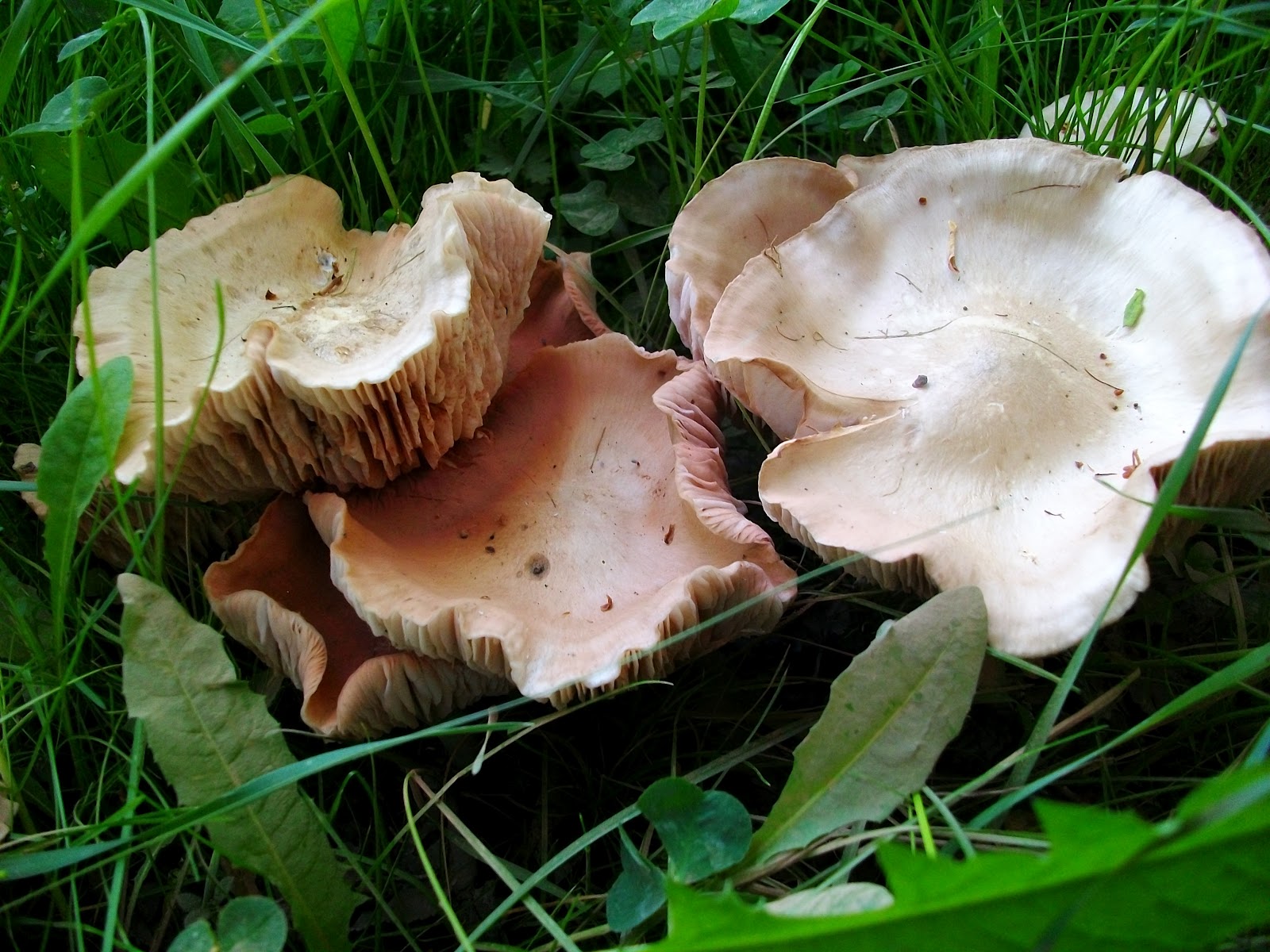 Dusa Ioan : Bureti de prun II