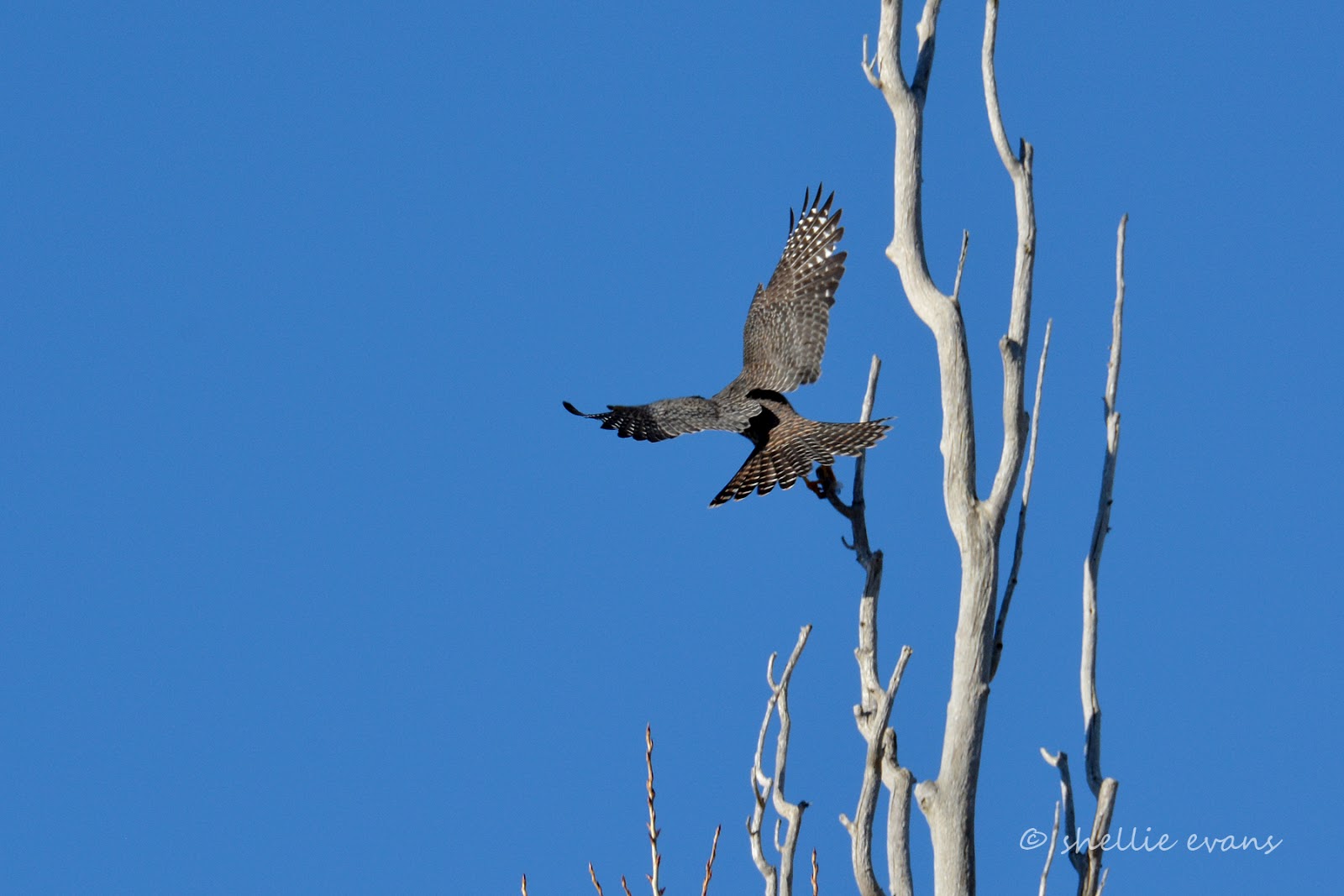 Two Go Tiki Touring: Finches & A Falcon