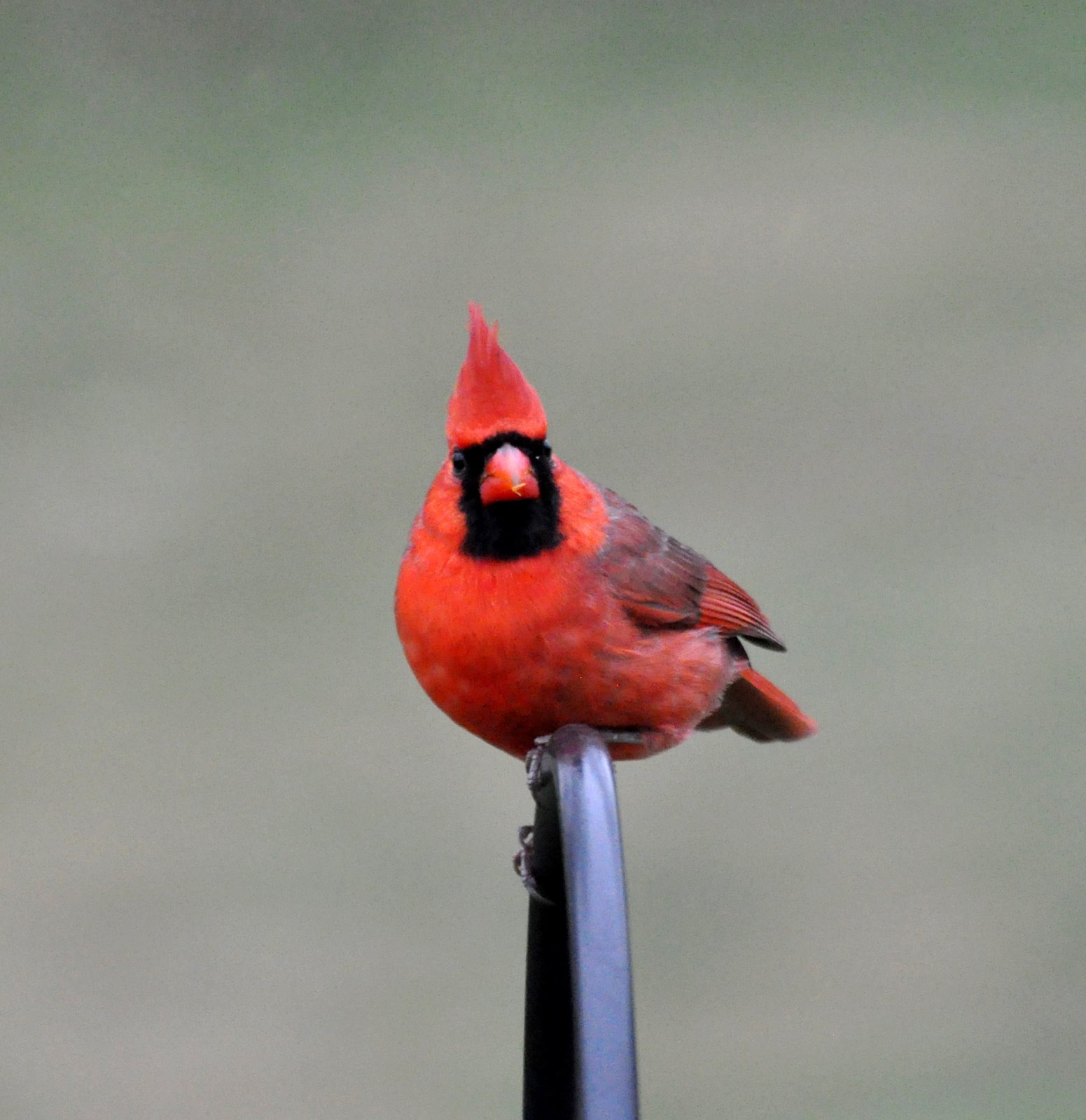 Red-shouldered Hawks of Tingsgrove and Beyond: Kentucky State Bird ...