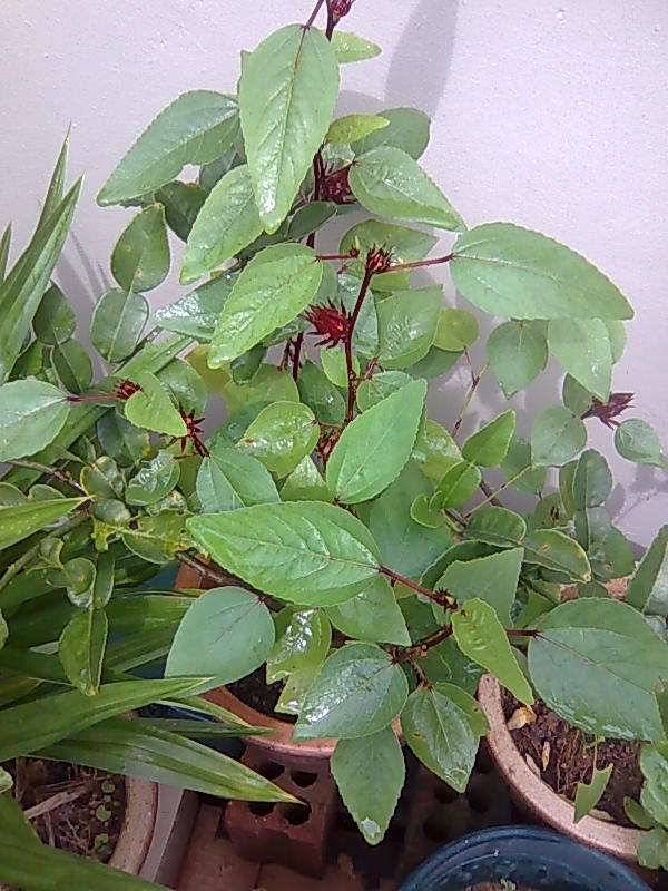 Something To Share: Rozel dan khasiatnya