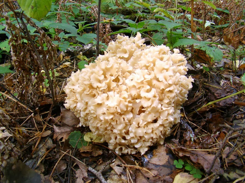 Samo życie....: Szmaciak gałęzisty.